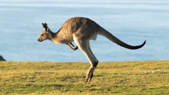 Canguru à solta nas ruas de Vizela