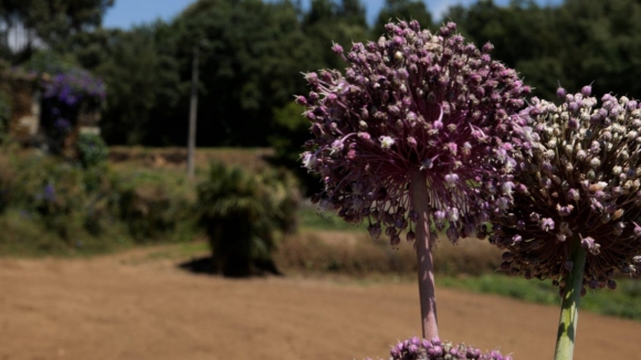 Tradição do alho porro no S. João tem vindo a perder-se