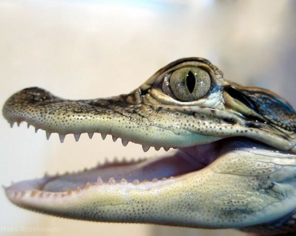 Austrália oferece crocodilo bebé ao recém-nascido príncipe George