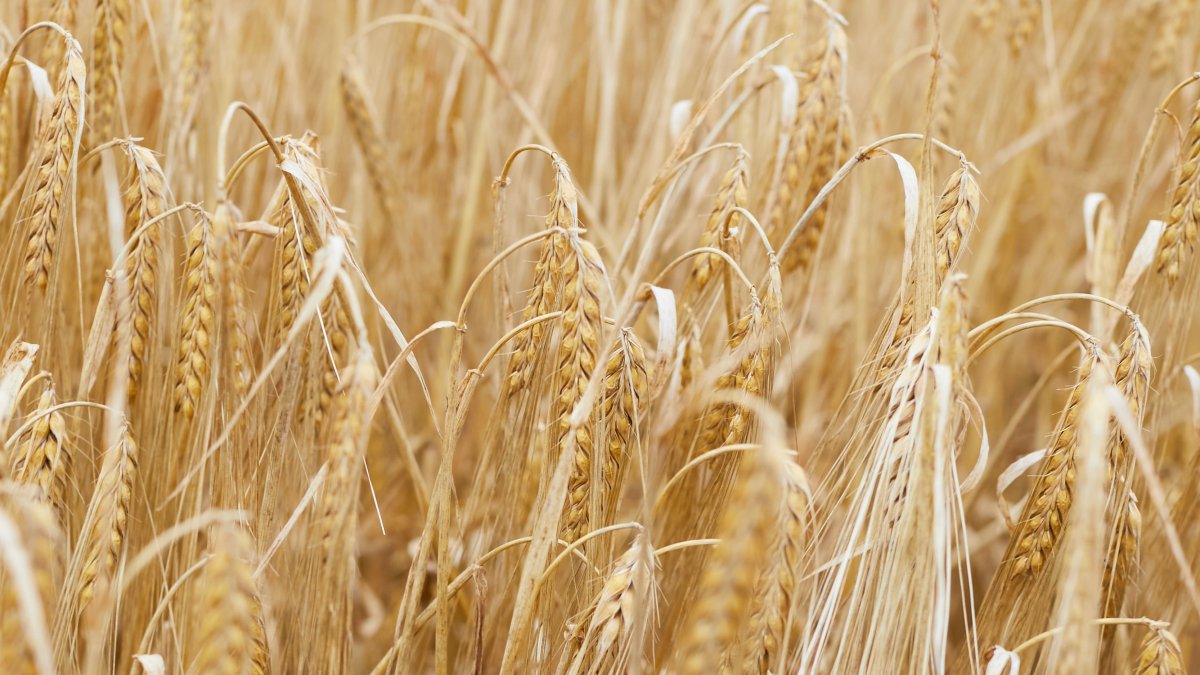 Descobertos no Norte de Portugal e Galiza os centeios mais antigos da ...