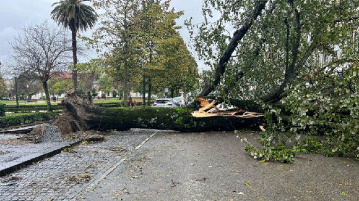 Mais de 50 quedas de árvores na Área Metropolitana do Porto devido ao ...