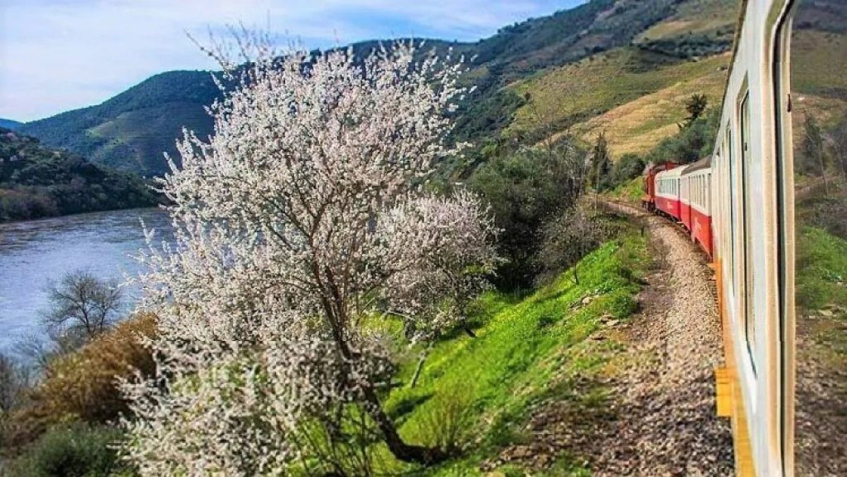 Amendoeiras em flor regressam ao Douro e pode visitá-las de comboio