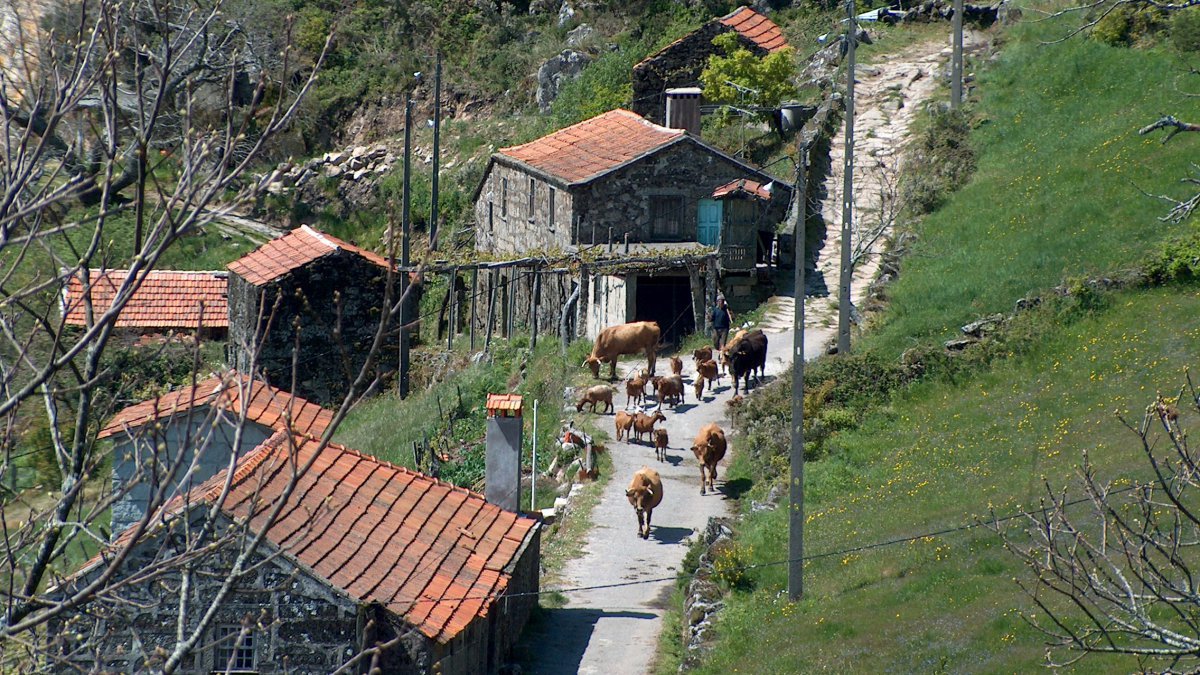 Câmara de Tondela quer colocar Caramulo no mapa do turismo internacional