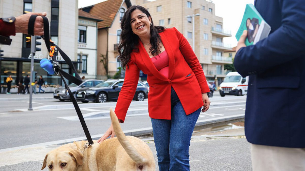 PAN quer proibir transporte de animais de companhia no porão dos aviões